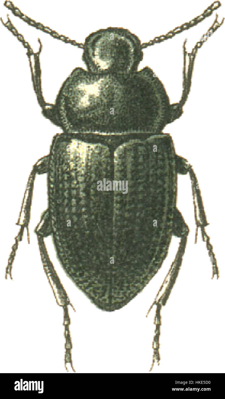 A detailed illustration of *Pachychile punctata*, a species of ...