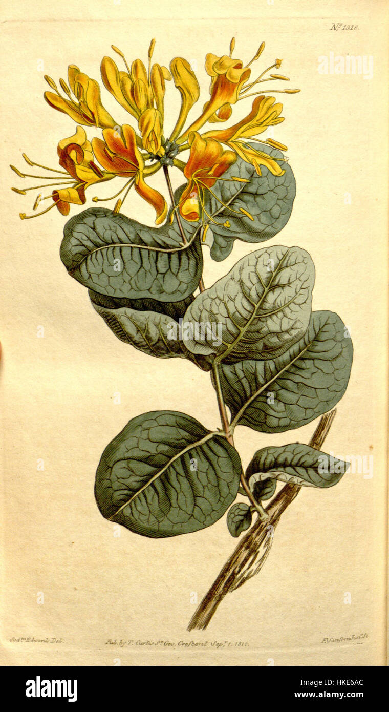 Lonicera flava, commonly known as yellow honeysuckle, is a flowering ...