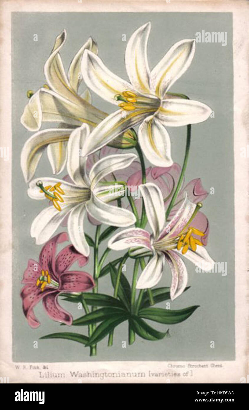 An artistic representation of Lilium washingtonianum, also known as the ...