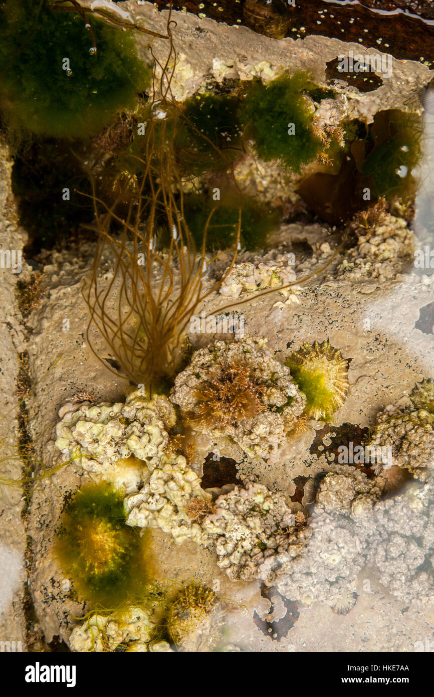 Flowers, shells, moss under the sea water Stock Photo - Alamy