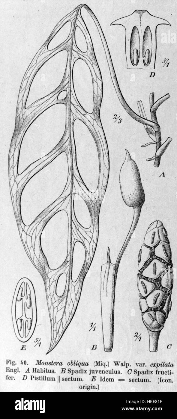 This botanical illustration depicts the *Monstera obliqua*, a rare ...