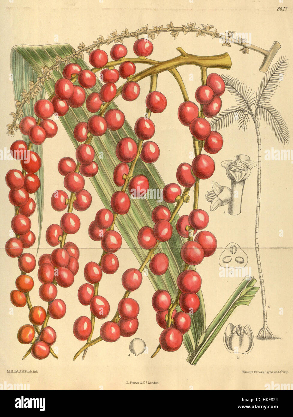 *Morenia Corallina* 139 8527 is an illustration from a botanical ...