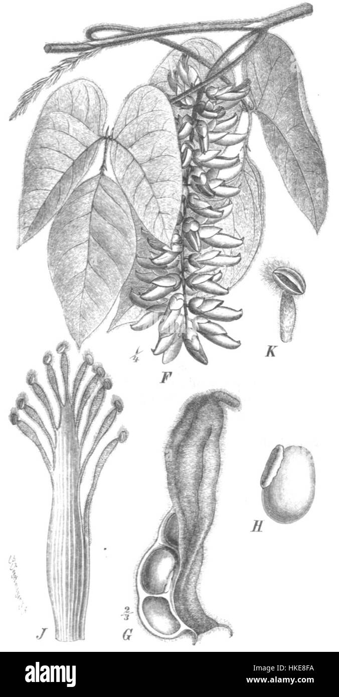'Mucuna pruriens Taub131b' is an illustration of a tropical plant known ...