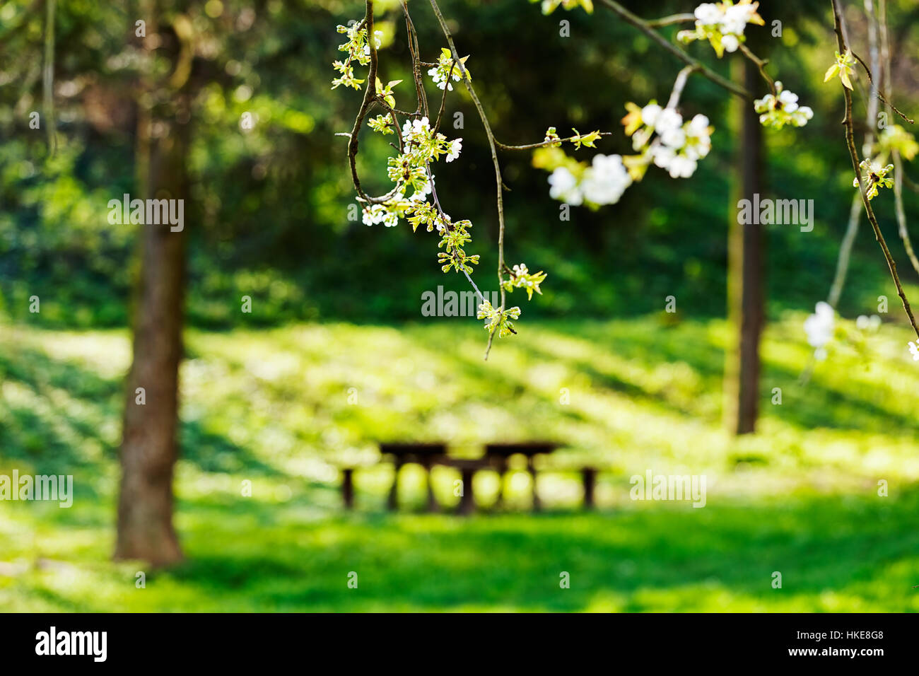 wooden bench and table for picnic in the park, note shallow depth of ...