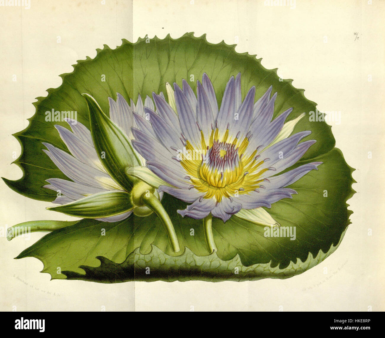 A botanical illustration of *Nymphaea capensis*, the blue water lily ...