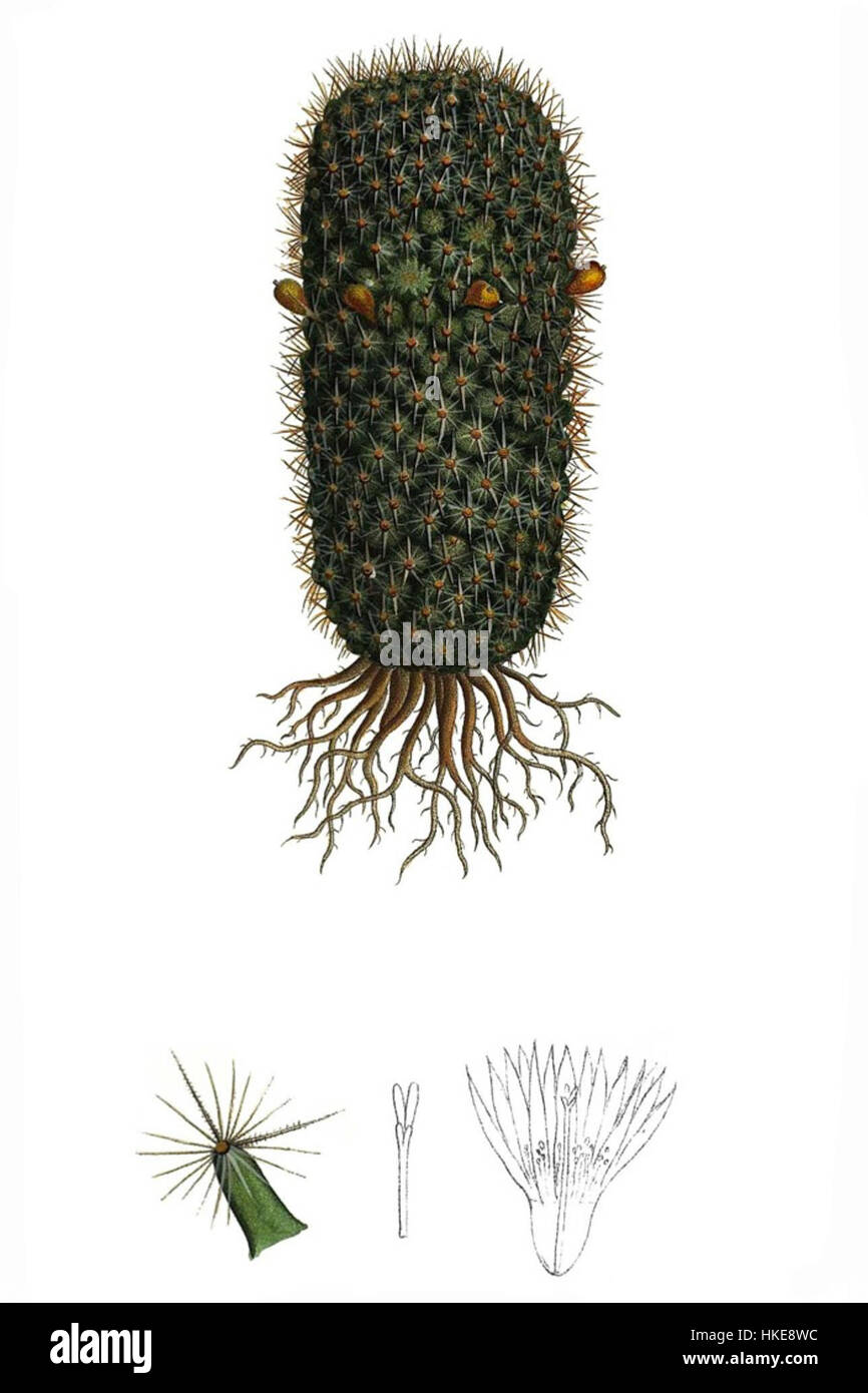 Botanical illustration depicts Cut Out Stock Images & Pictures - Alamy