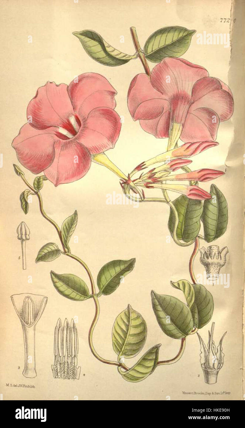 The artwork 'Mandevilla eximia' illustrates the vibrant and delicate ...