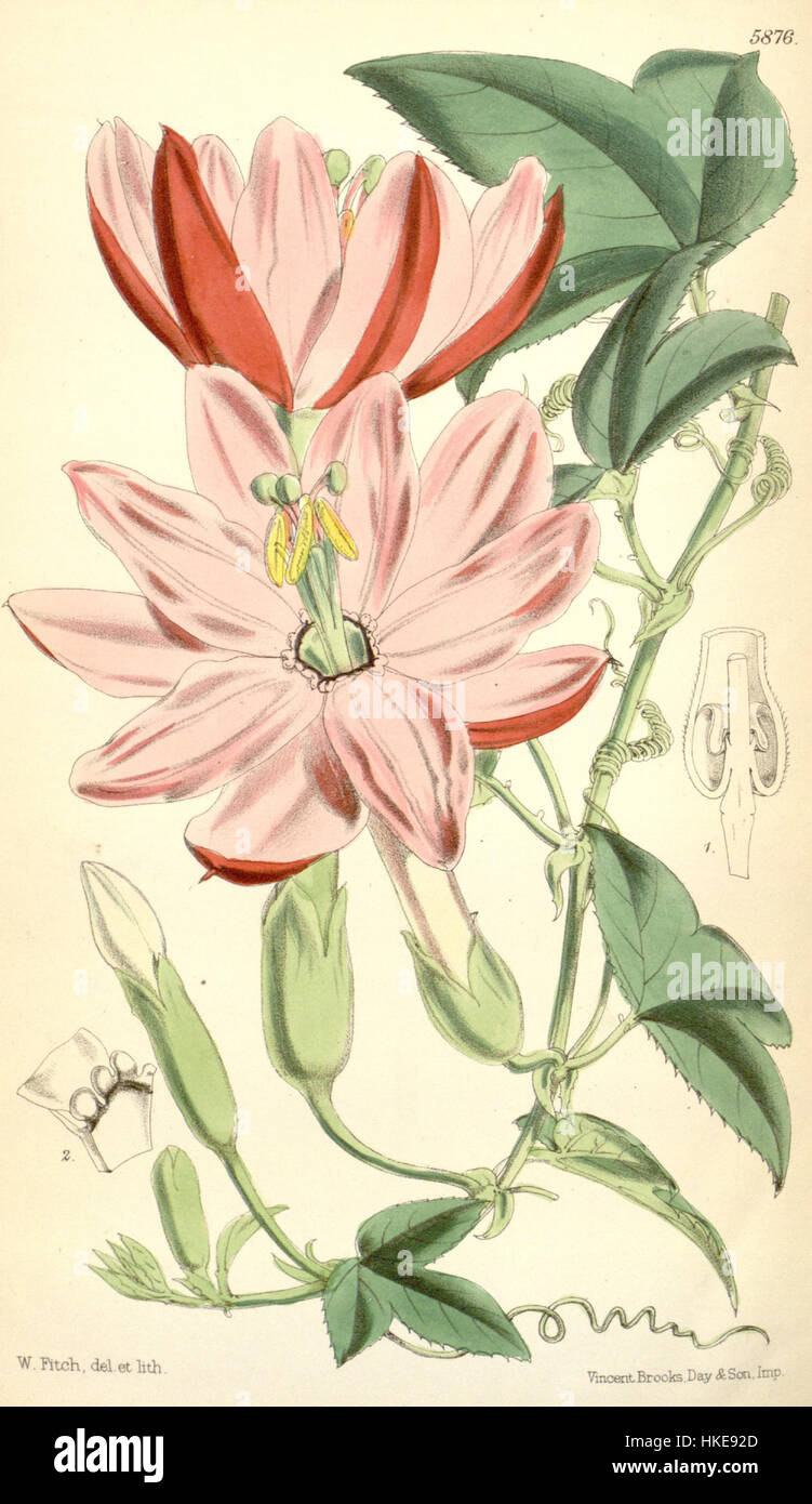 This botanical illustration of Passiflora mixta (formerly known as ...
