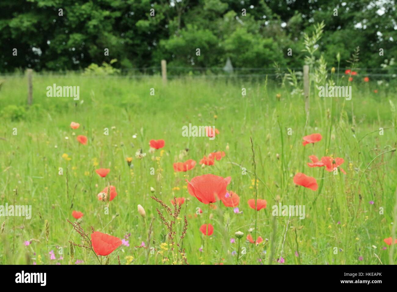 A wild poppy flower next to the road in Germany Stock Photo - Alamy
