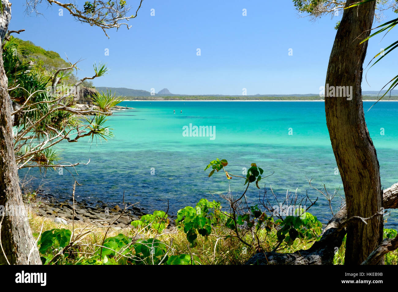 Coastal tea tree hi-res stock photography and images - Alamy