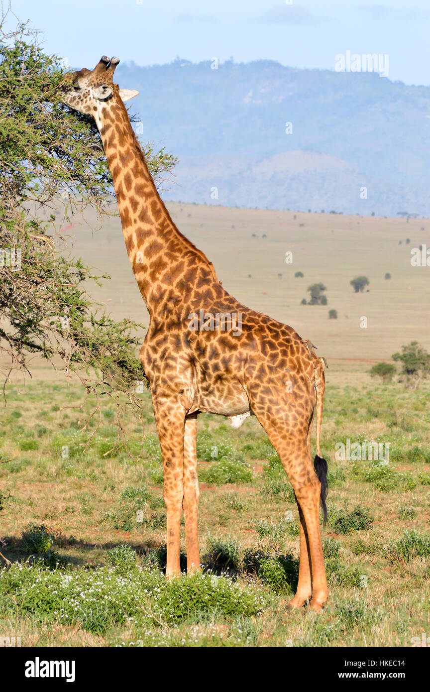 Giraffe eating leaves tall tree hi-res stock photography and images - Alamy