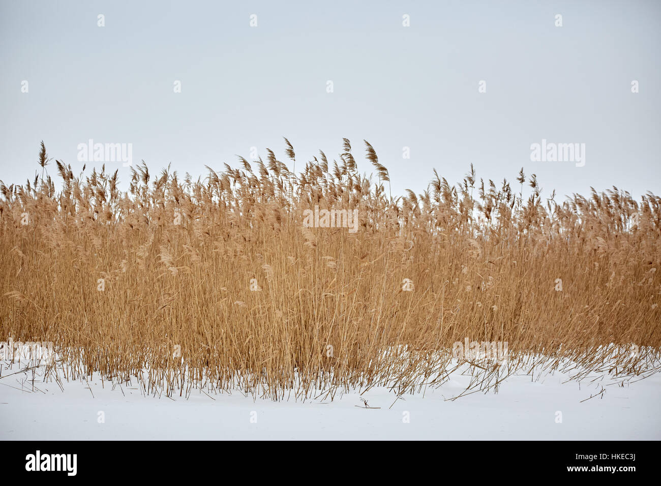 Reed in a swamp during winter time Stock Photo - Alamy