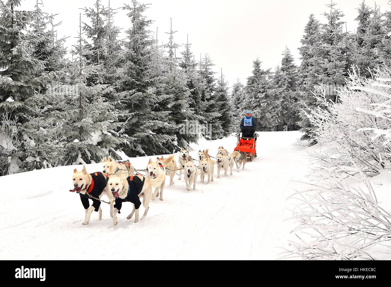 Sedivackuv long race, mushing, musher, dogs, dog team, race, husky ...