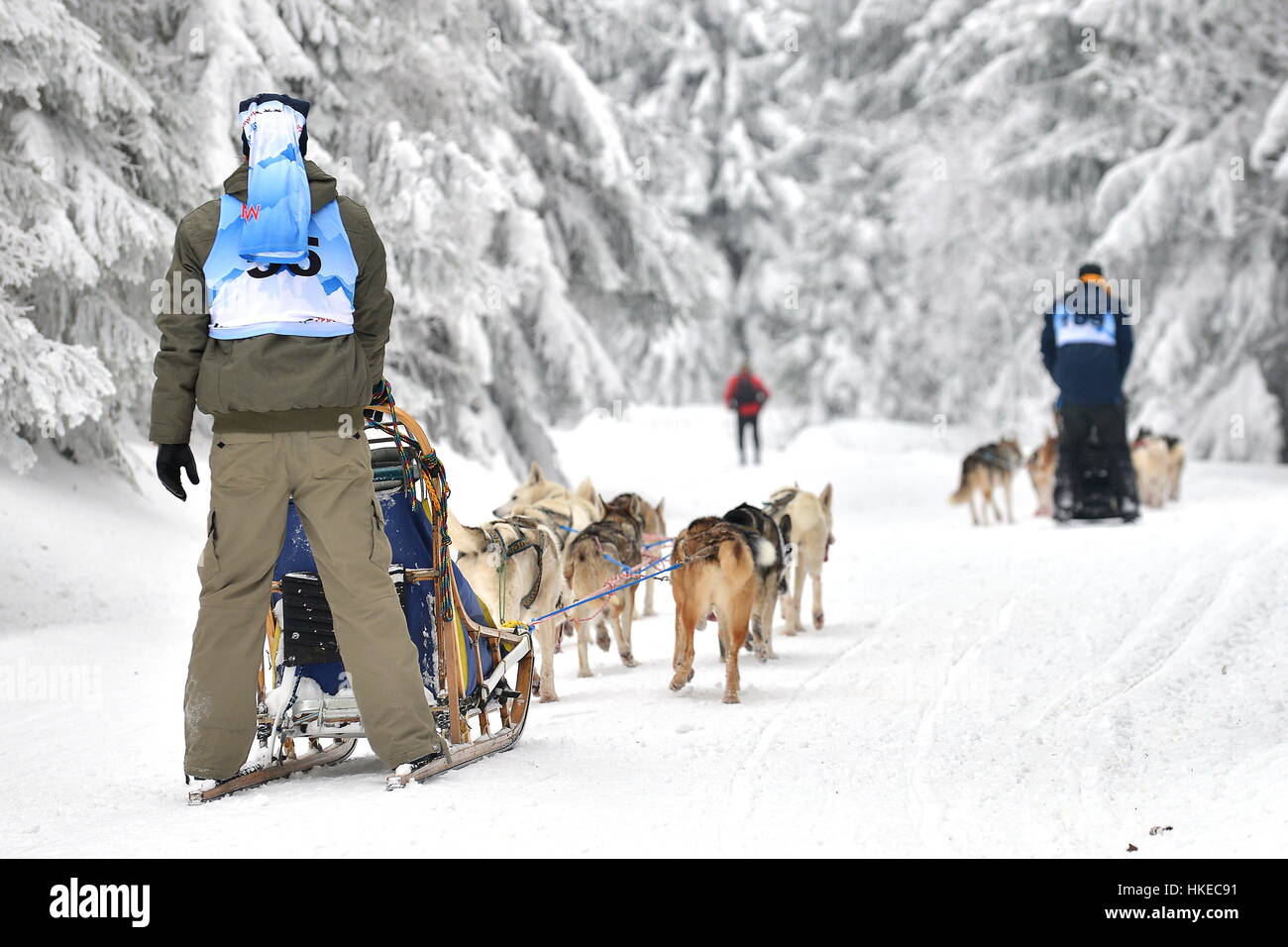 Sedivackuv long race, mushing, musher, dogs, dog team, race, husky ...