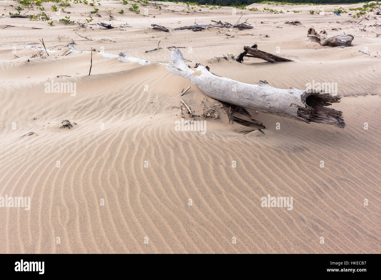 Beach ocean sands rotten driftwood trees closeup detail of winds shapes ...