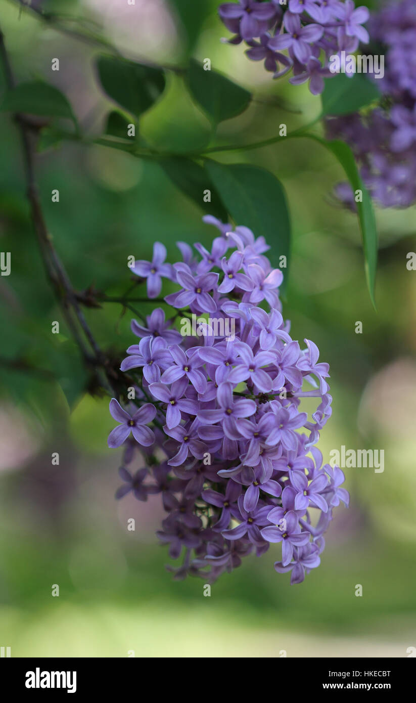 Syringa flower in the park in sunny day in May Stock Photo - Alamy