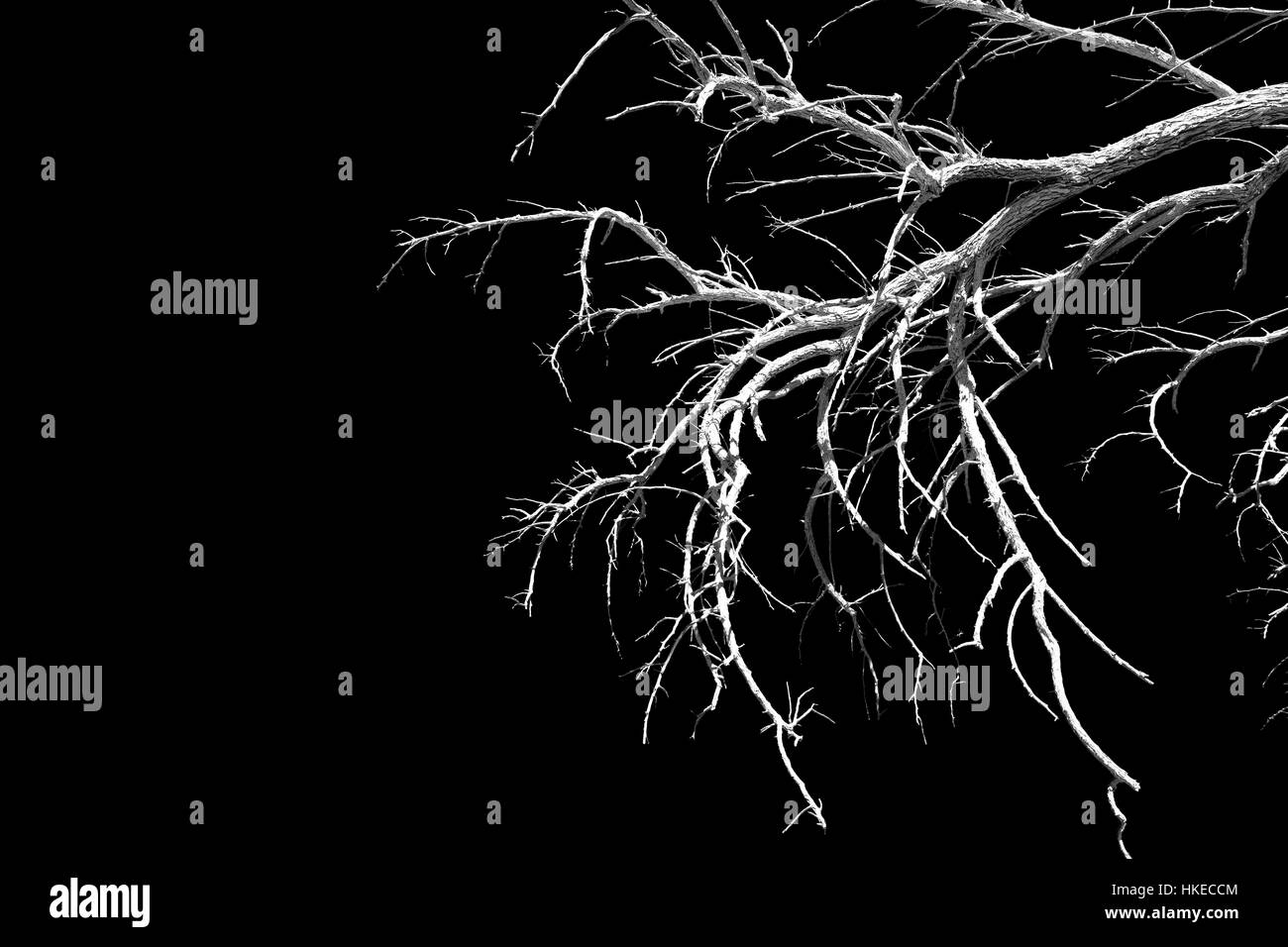 the sky light in oman old dead tree Stock Photo - Alamy