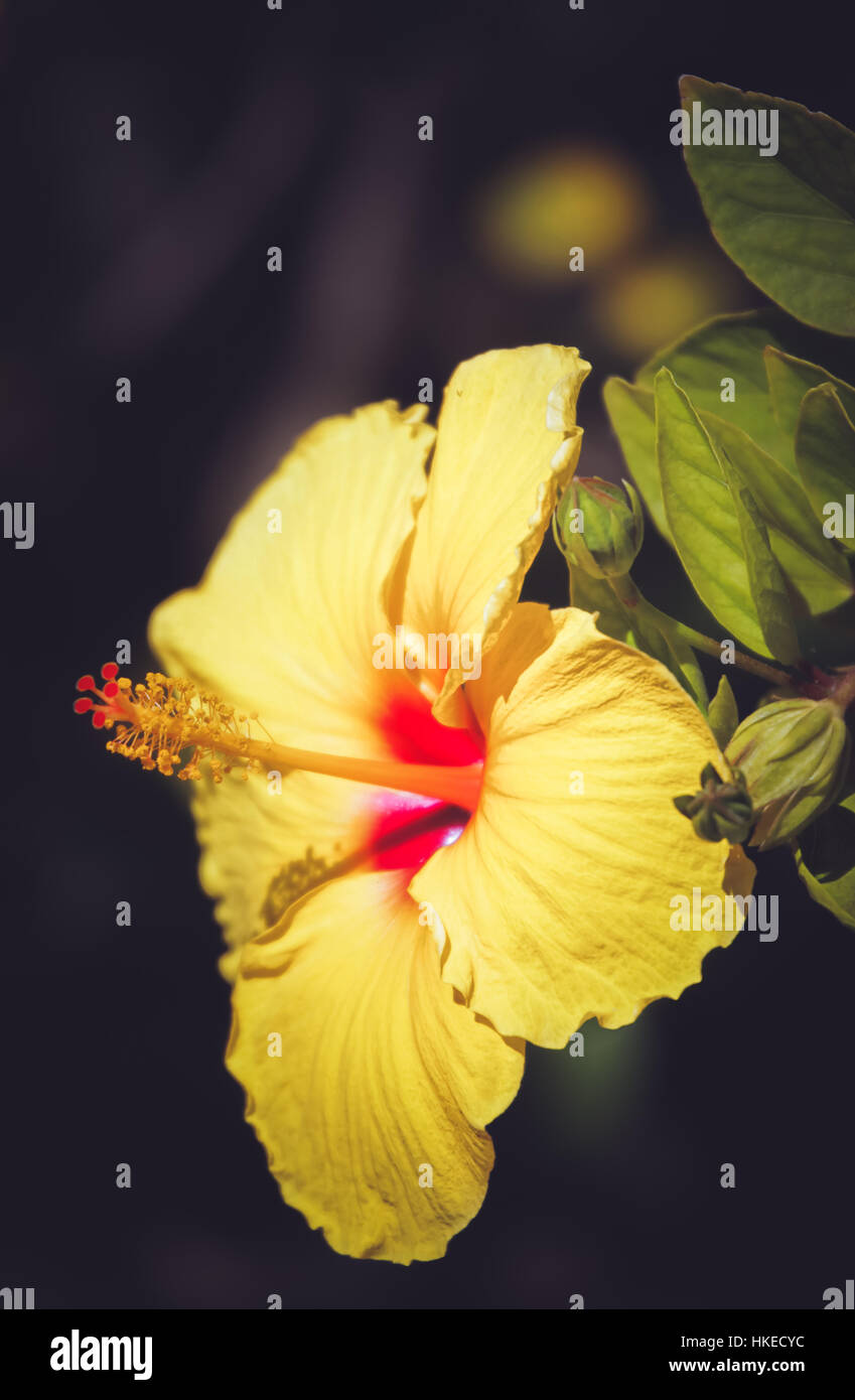 Hibiscus flower photographed in botanical garden in La Gomera, Canary ...