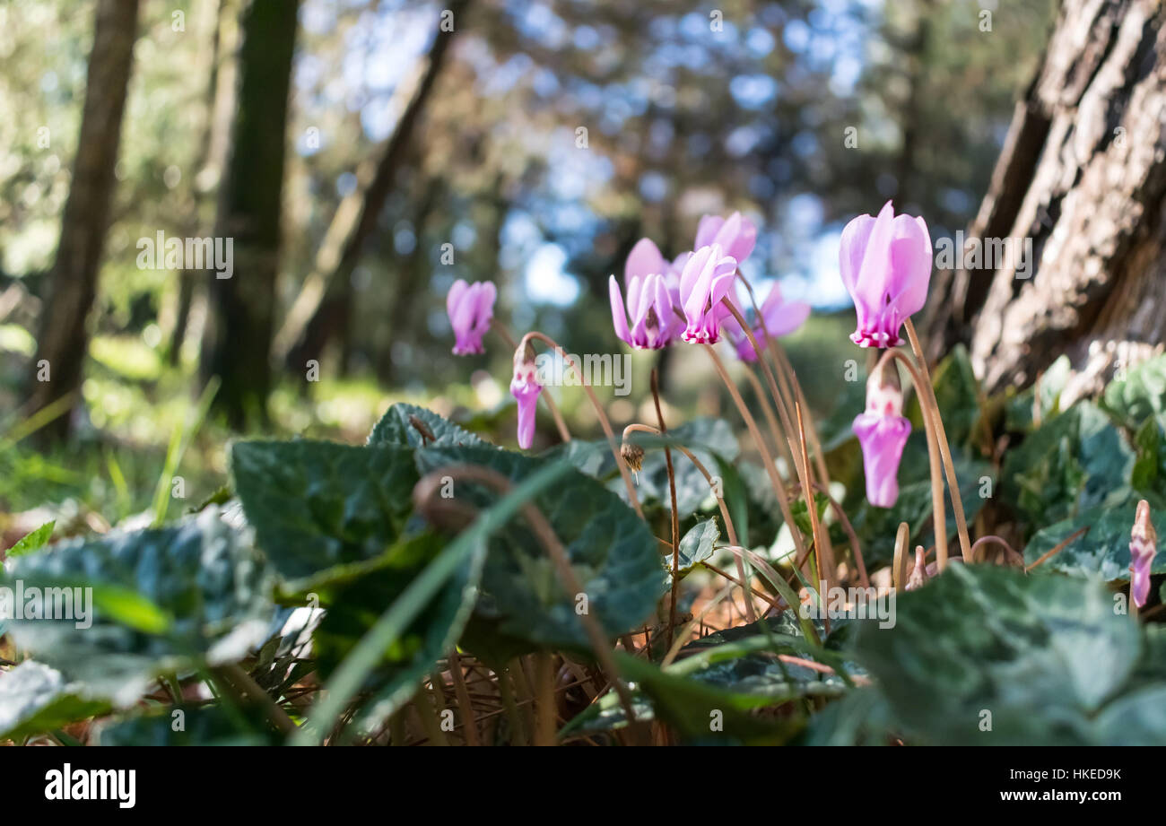 Small pink flower in a forest at a sunny day Stock Photo - Alamy