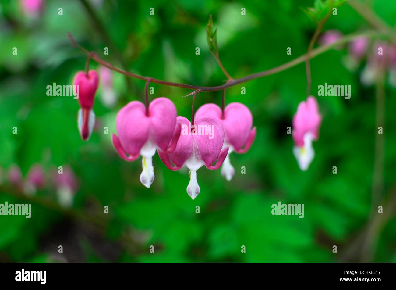 Bleeding hearts in garden hi-res stock photography and images - Alamy