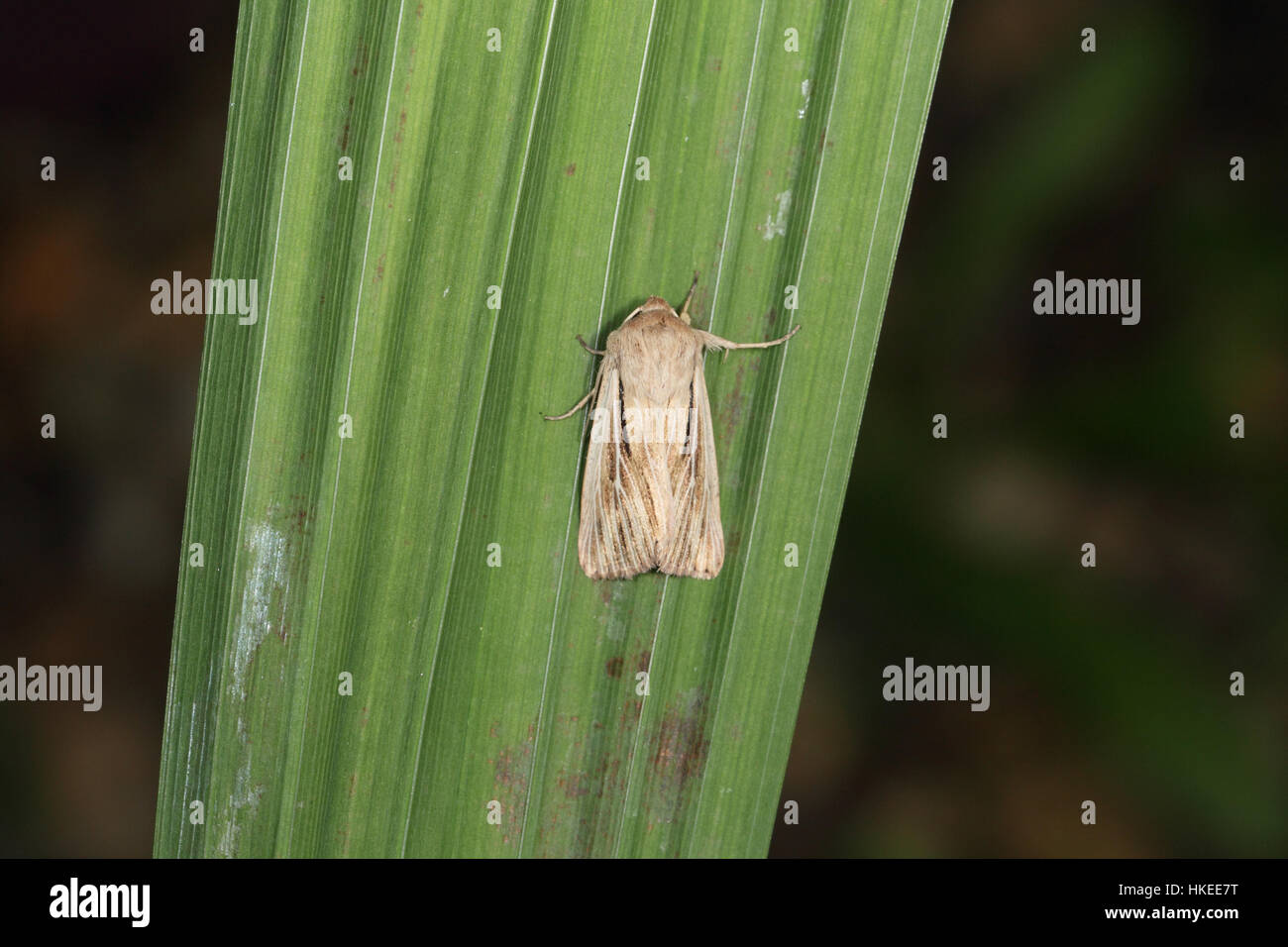 Common wainscot moth hi-res stock photography and images - Alamy