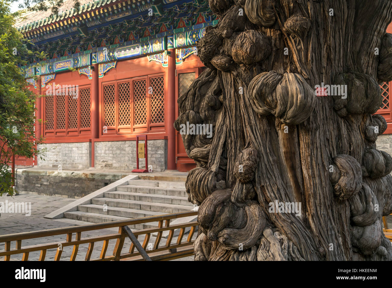 old tree, Temple of Confucius in Beijing, People's Republic of China ...