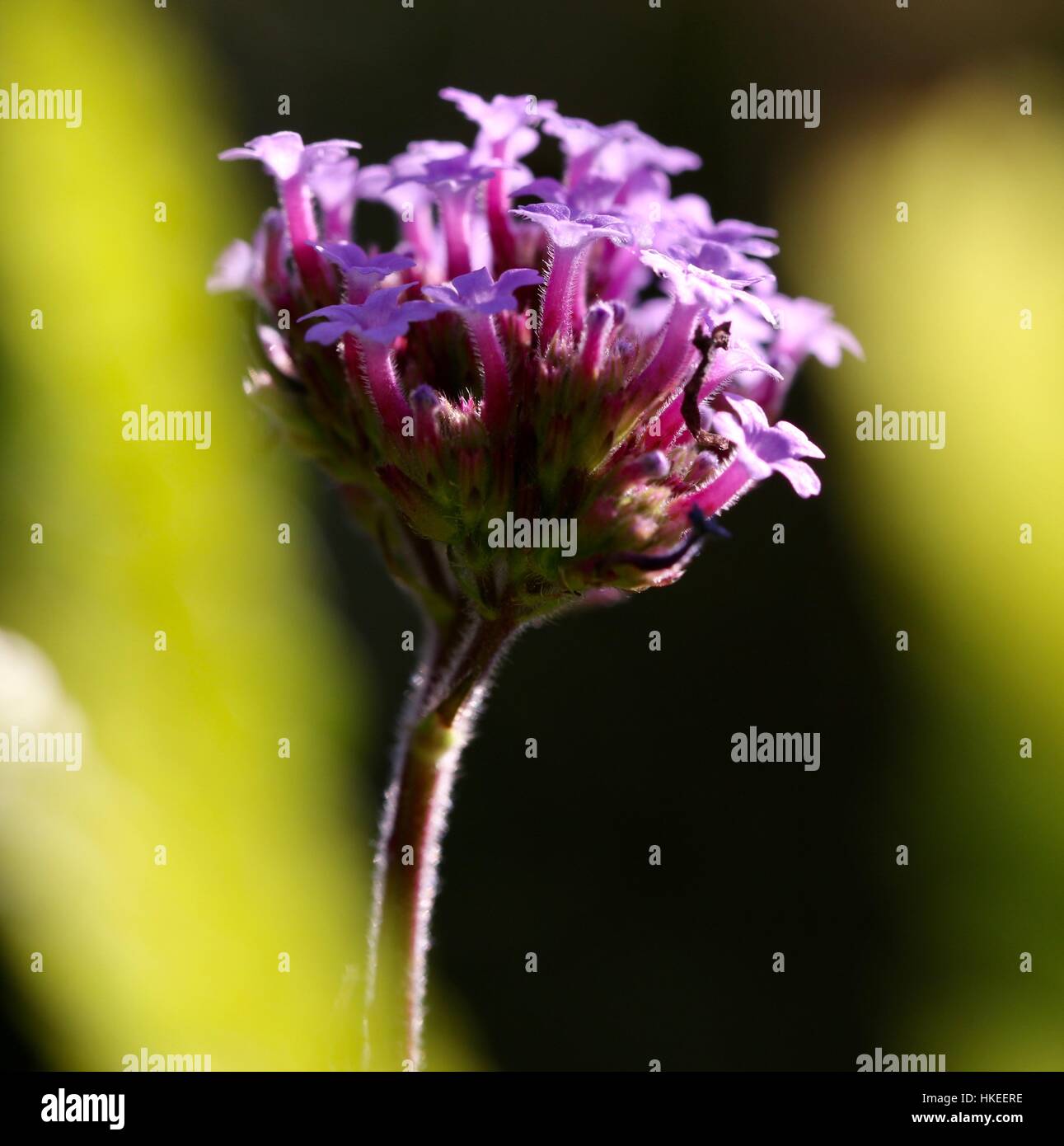 Verbena bonariensis hi-res stock photography and images - Alamy