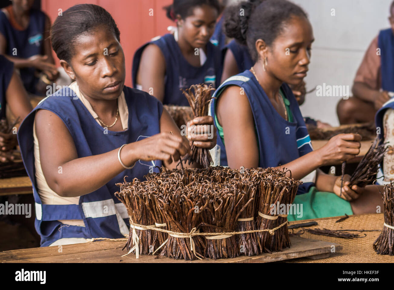 Antalaha, Madagascar, May 20 : Malagasy worker manufacturing vanilla in ...