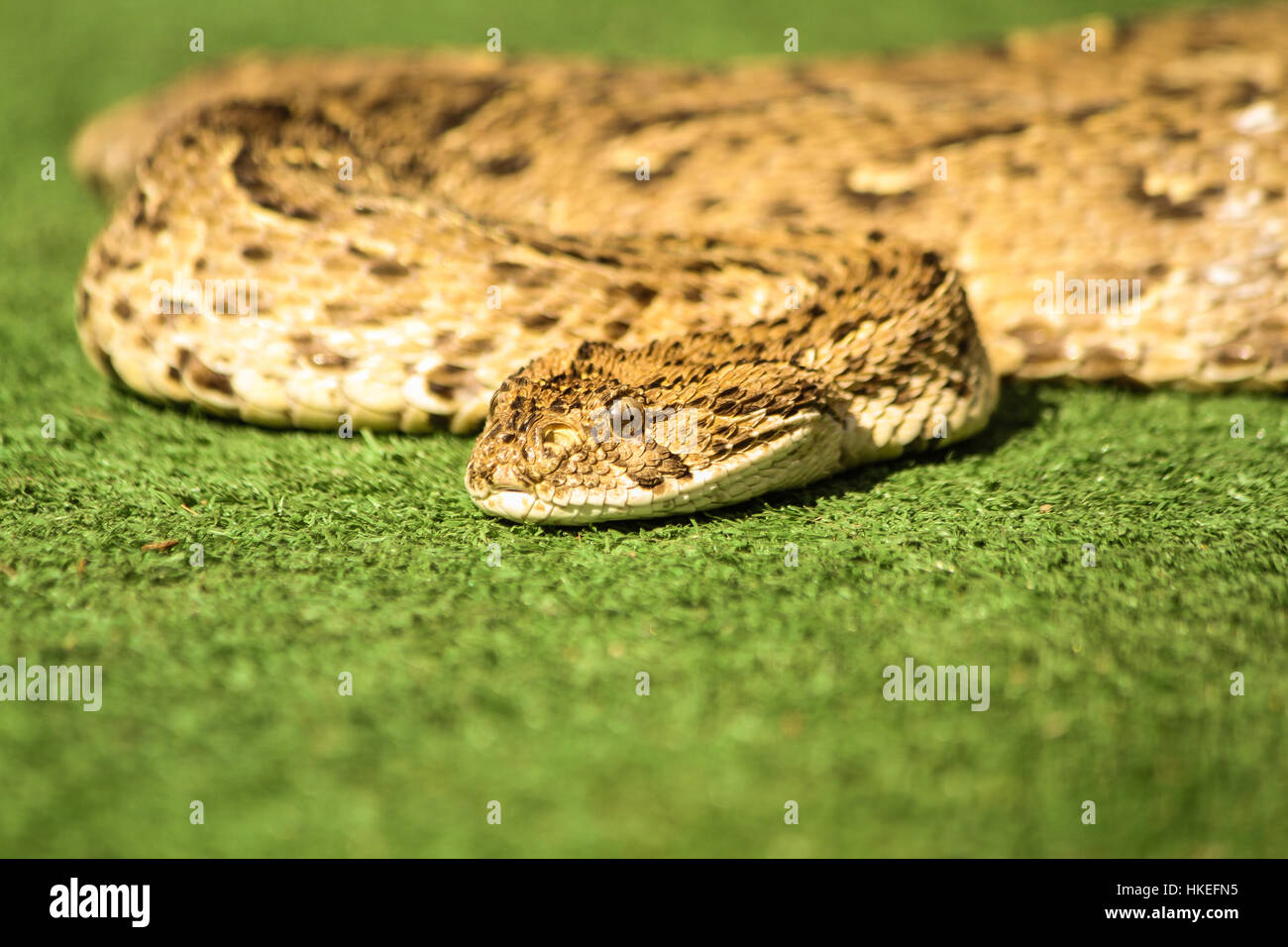Venomous snake attacking hi-res stock photography and images - Alamy
