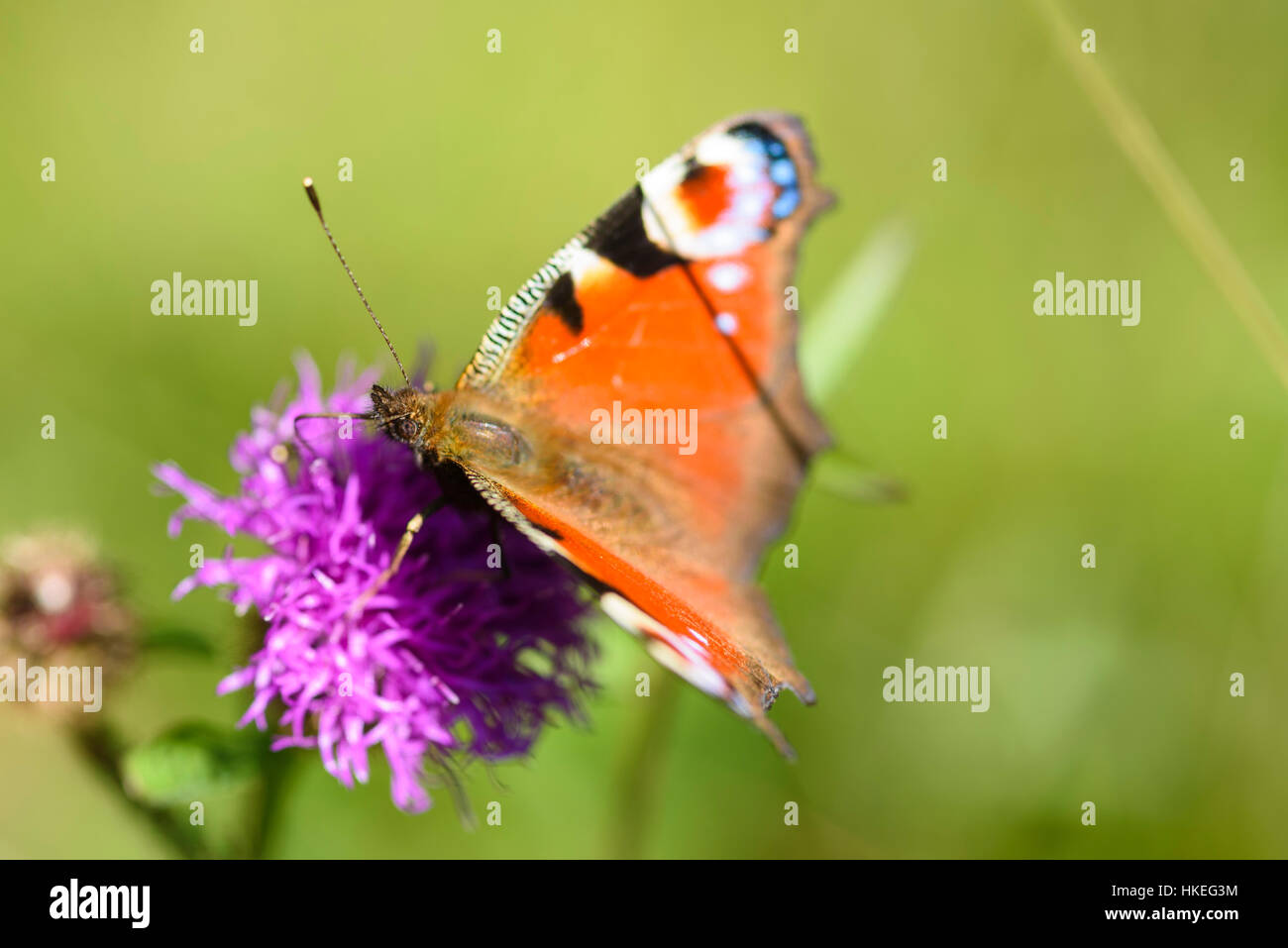 Scottish butterfly hi-res stock photography and images - Alamy