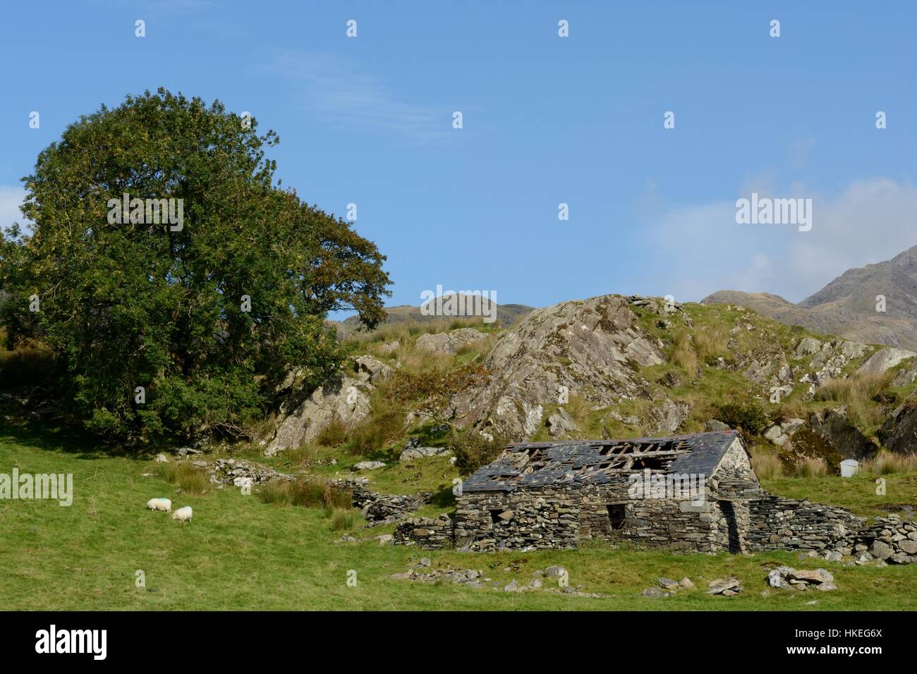 Old abandoned ruin Welsh stone cottage Croesor Valley Gwyedd Snowdonia ...