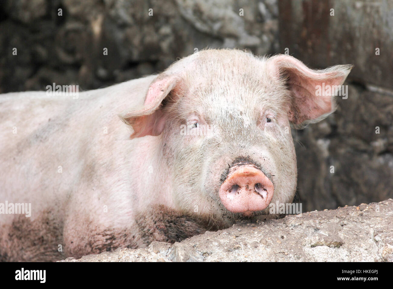 Snout of a domestic pig hi-res stock photography and images - Alamy
