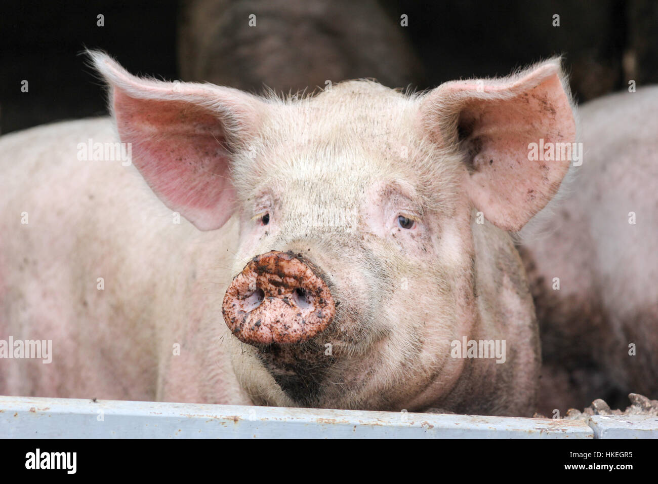 Livestock domestic animal hi-res stock photography and images - Alamy