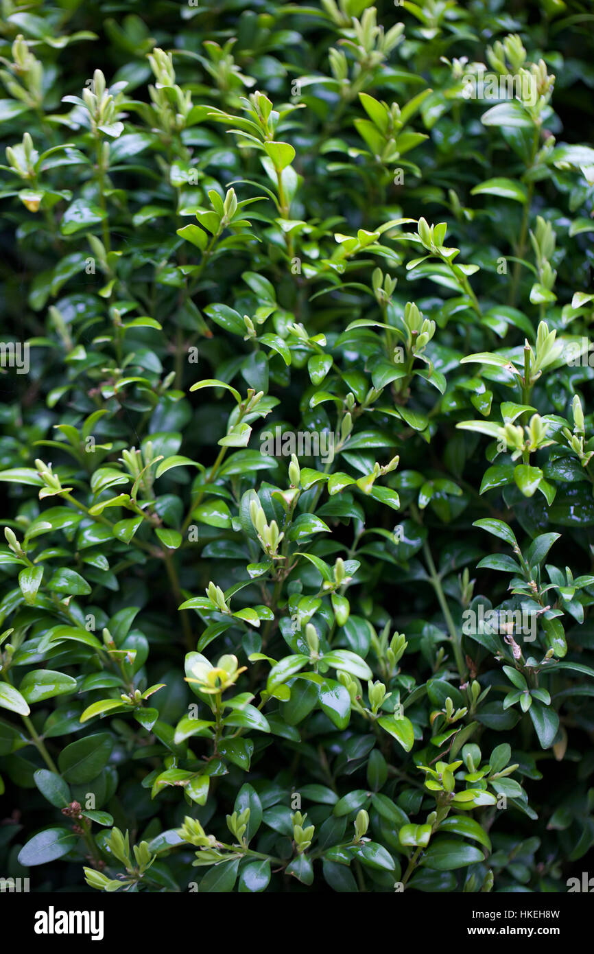 green plants at garden. leaves, lush, growth, fragile Stock Photo - Alamy