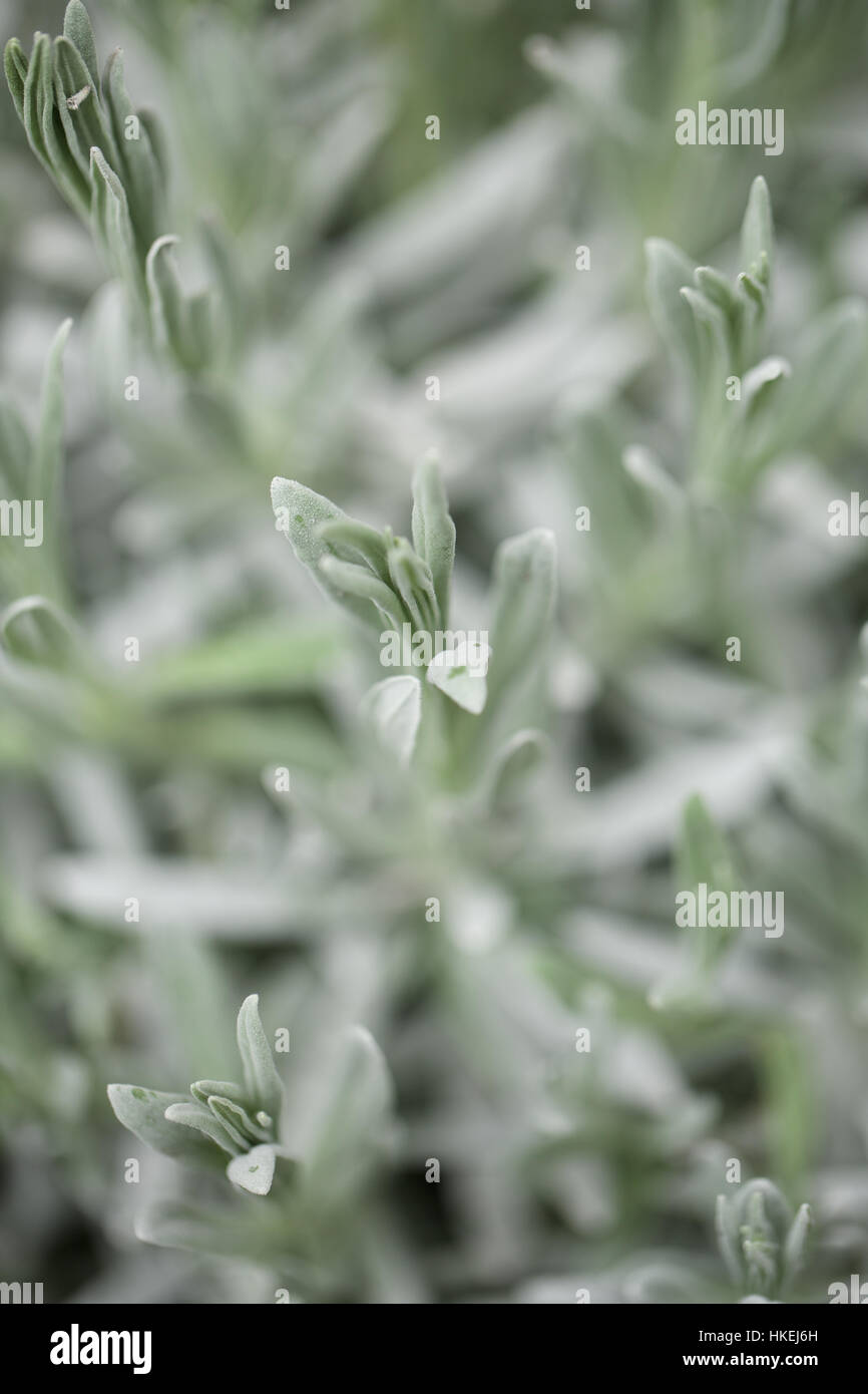 Lavender leaves hi-res stock photography and images - Alamy