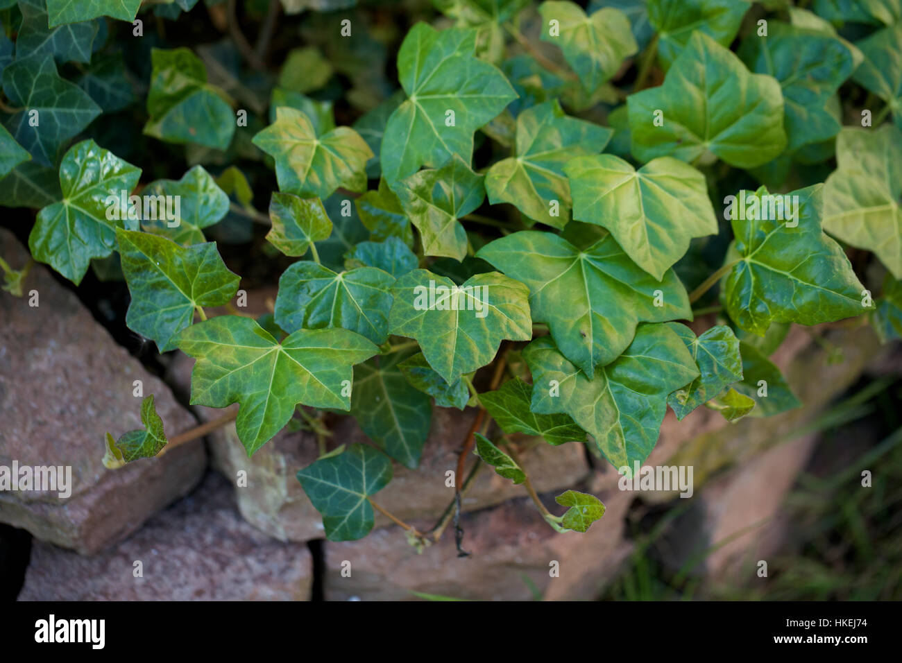 Ivy On Rock High Resolution Stock Photography and Images - Alamy