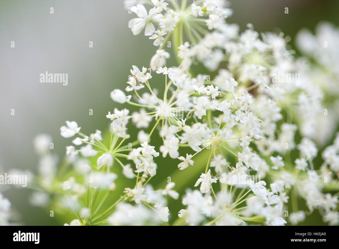 Chervil Garden High Resolution Stock Photography and Images - Alamy
