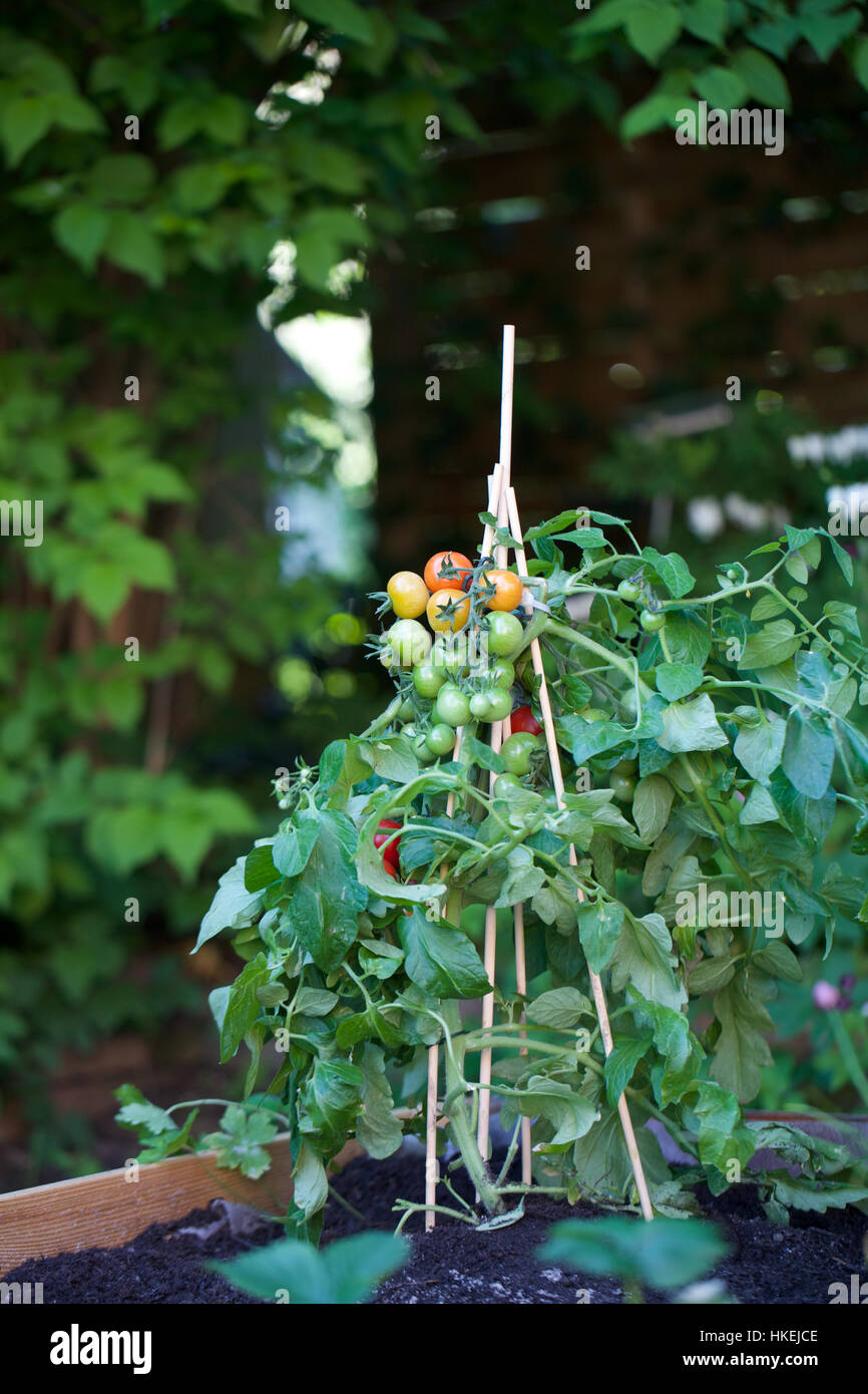 fresh tomato plant at garden. growth, leaves, vegetable, organic Stock ...