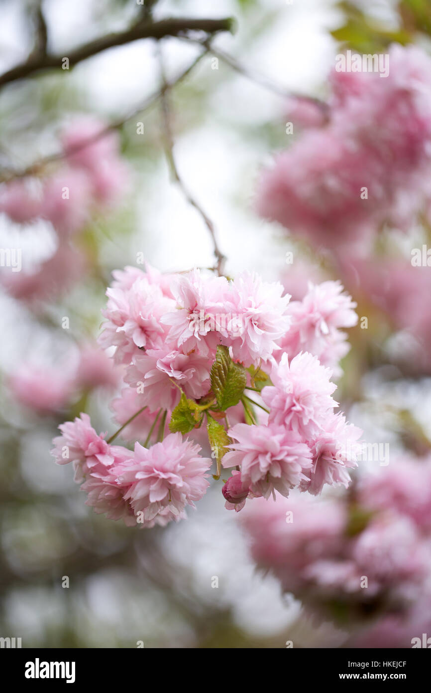 flowering cherry tree. pink, growth, fresh, flower petal Stock Photo ...