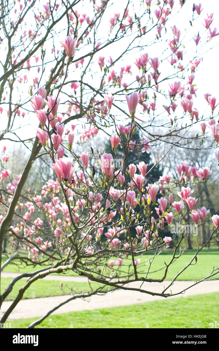 flowering magnolia tree at garden. flower, blossom, nature, growth ...