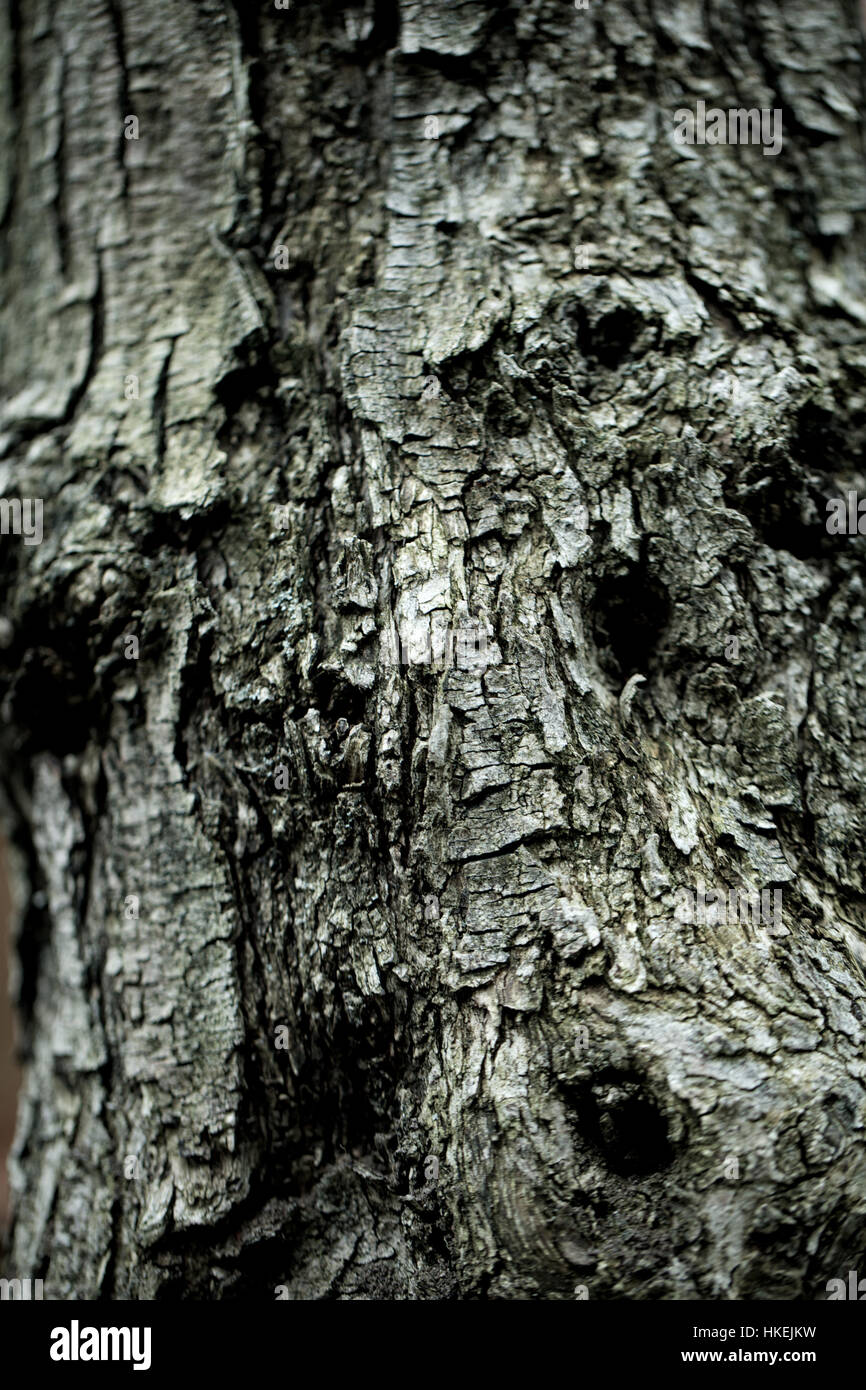 Rough tree texture hi-res stock photography and images - Alamy