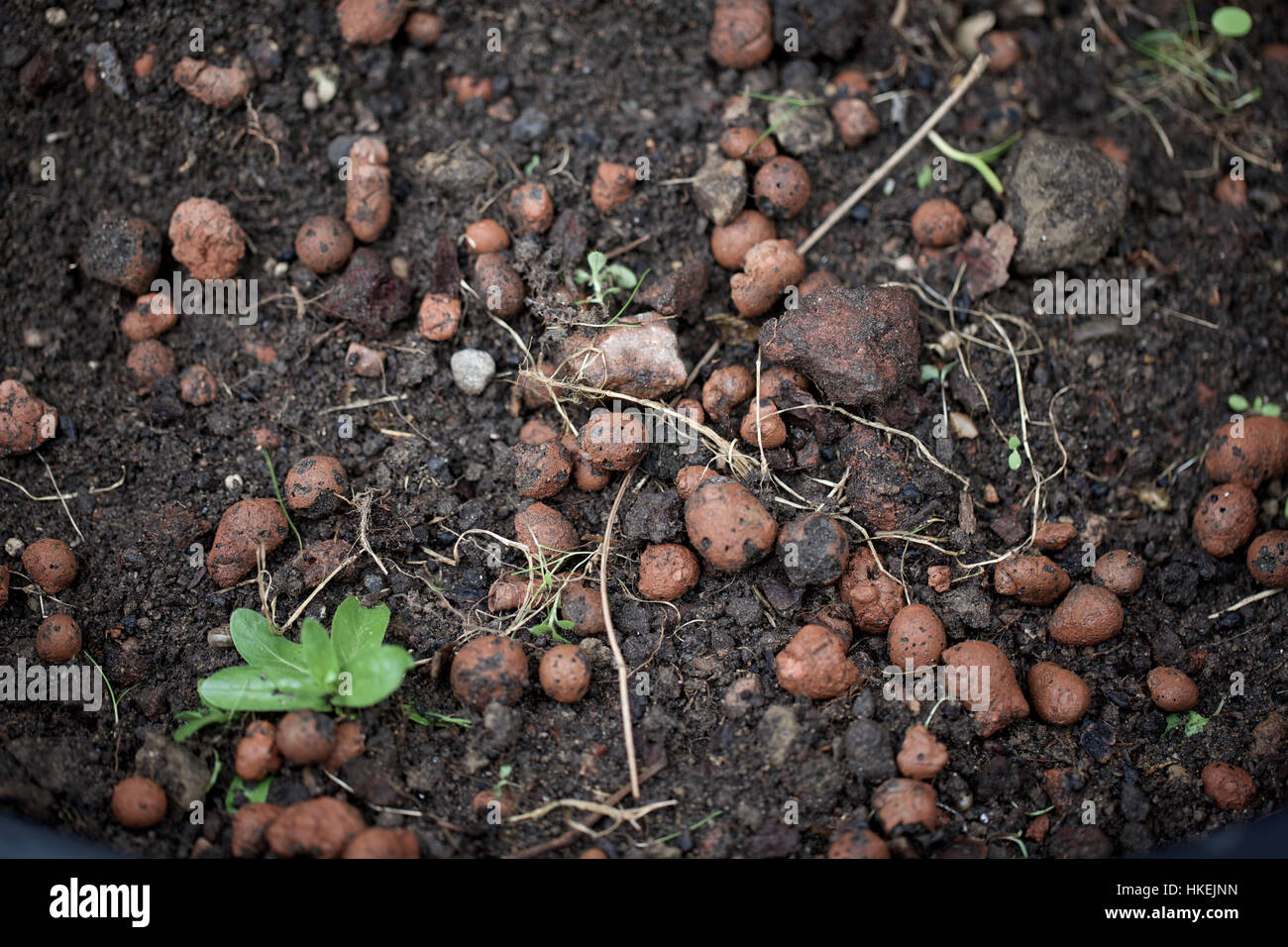 expanded clay aggregate on garden soil. leca, pebble, natural, mud ...