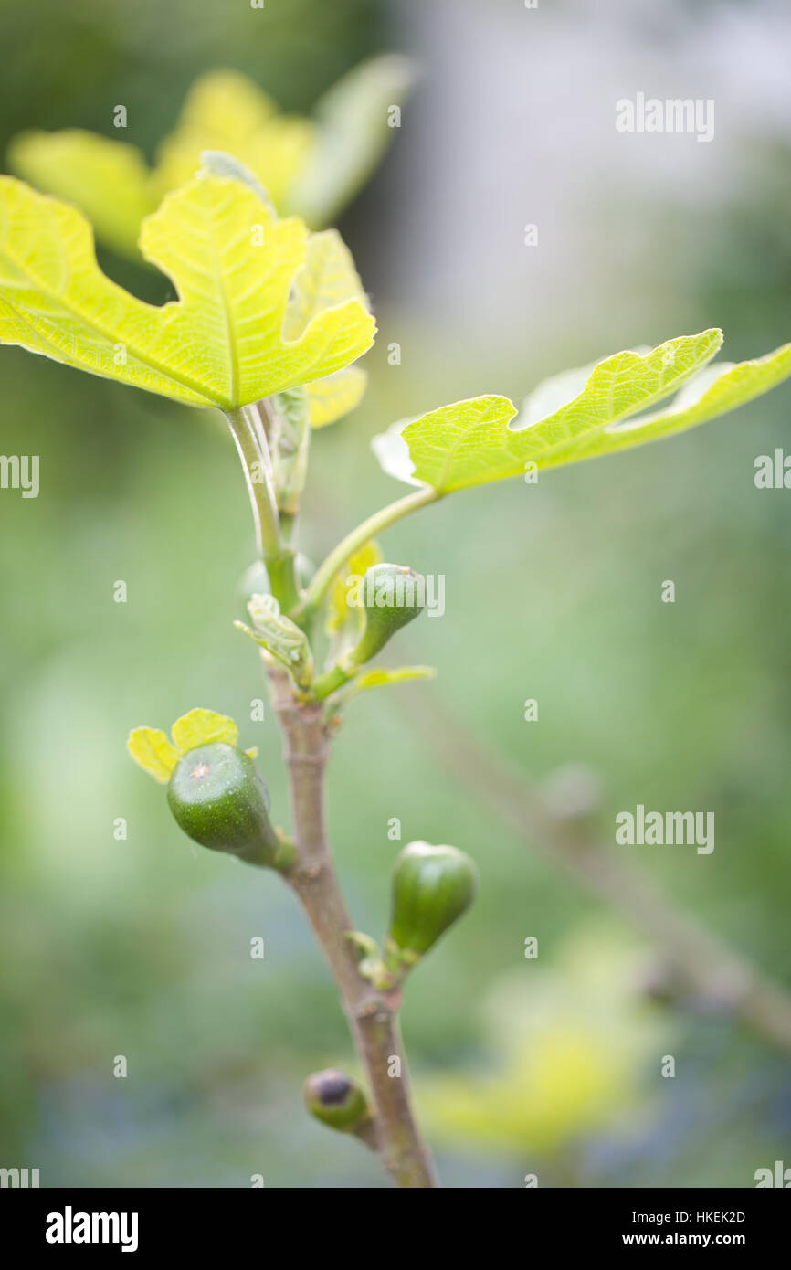 green leaves and flower buds. fresh, growth, bloom, leaf Stock Photo ...