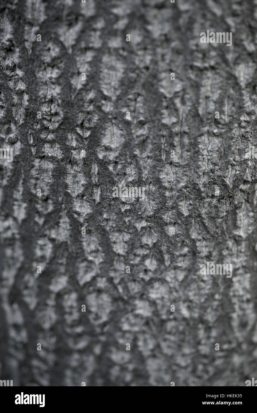 Rough wooden texture hi-res stock photography and images - Alamy