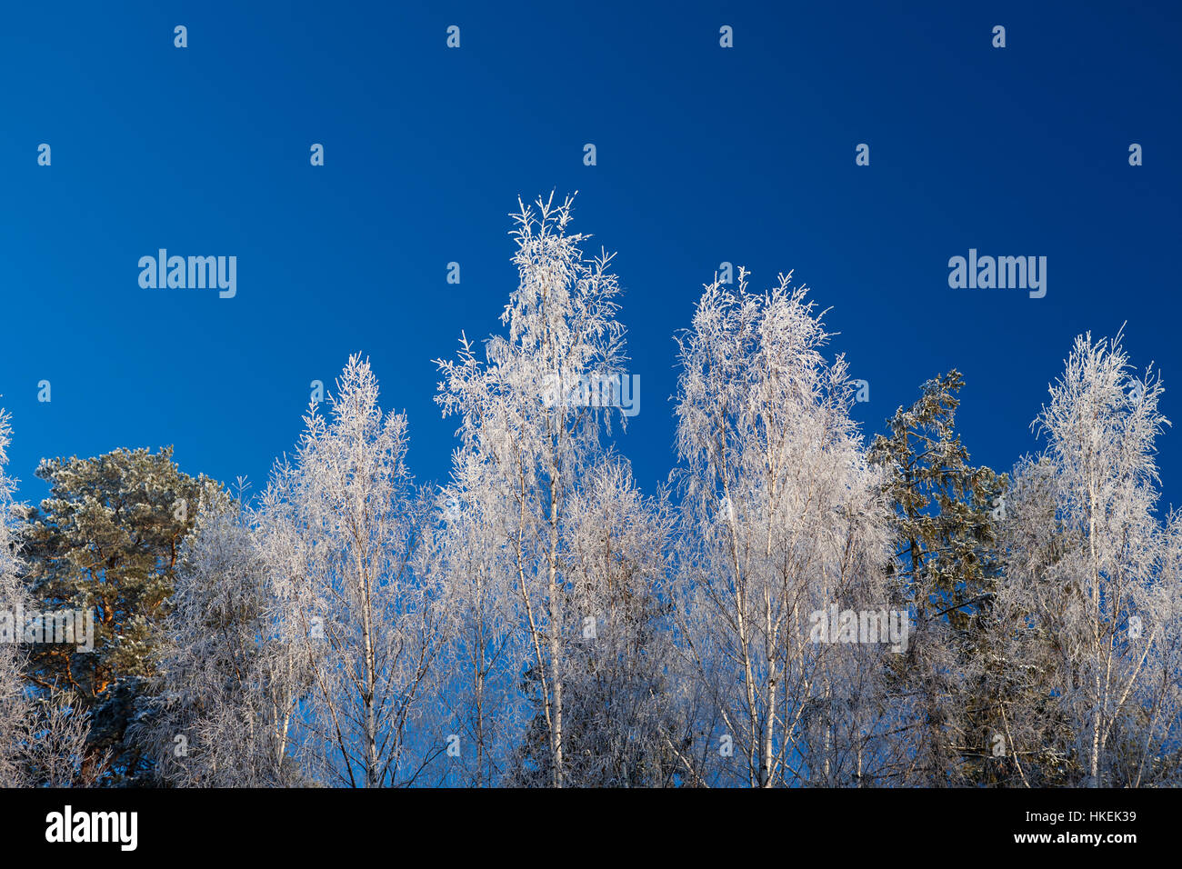 Hoarfrost trees and blue sky Stock Photo - Alamy