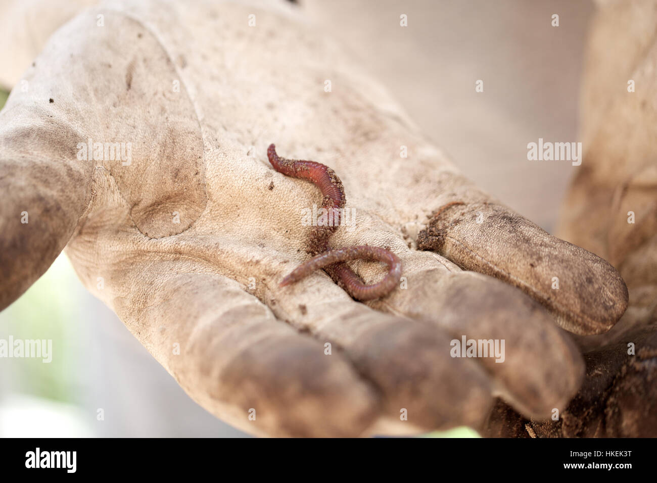 Earthworm outside hi-res stock photography and images - Alamy