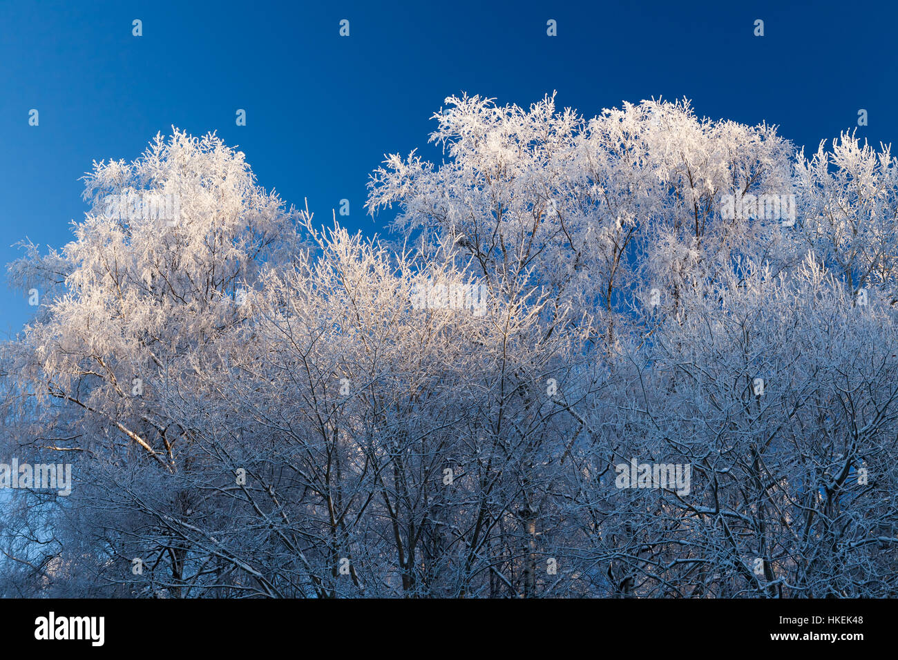 Hoarfrost trees and blue sky Stock Photo - Alamy