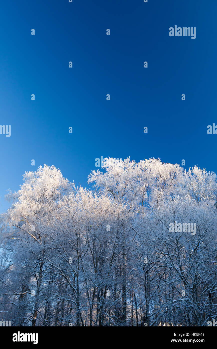 Hoarfrost trees and blue sky Stock Photo - Alamy