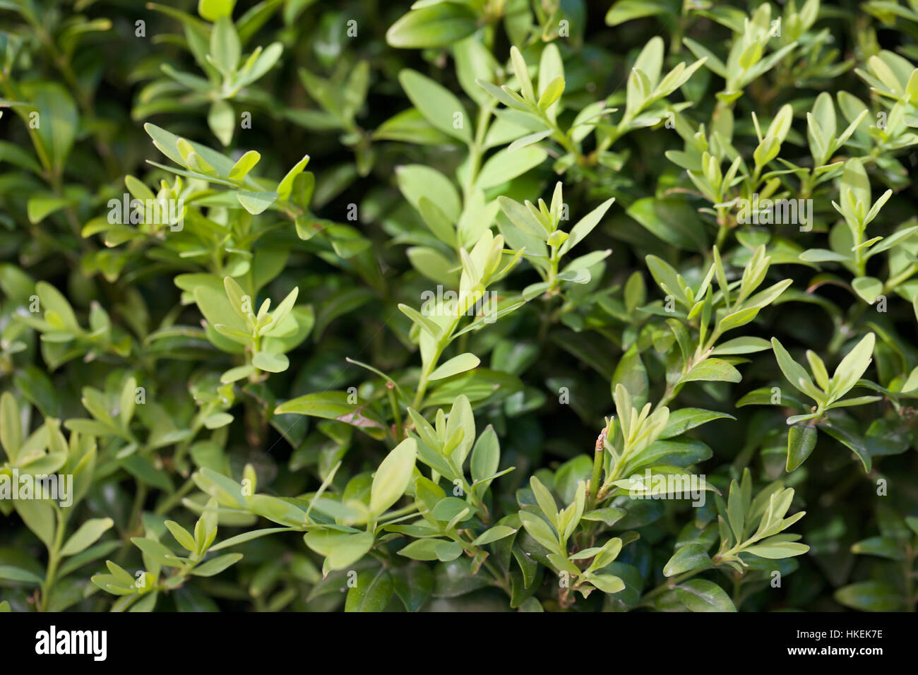 Leaves and stem hi-res stock photography and images - Alamy