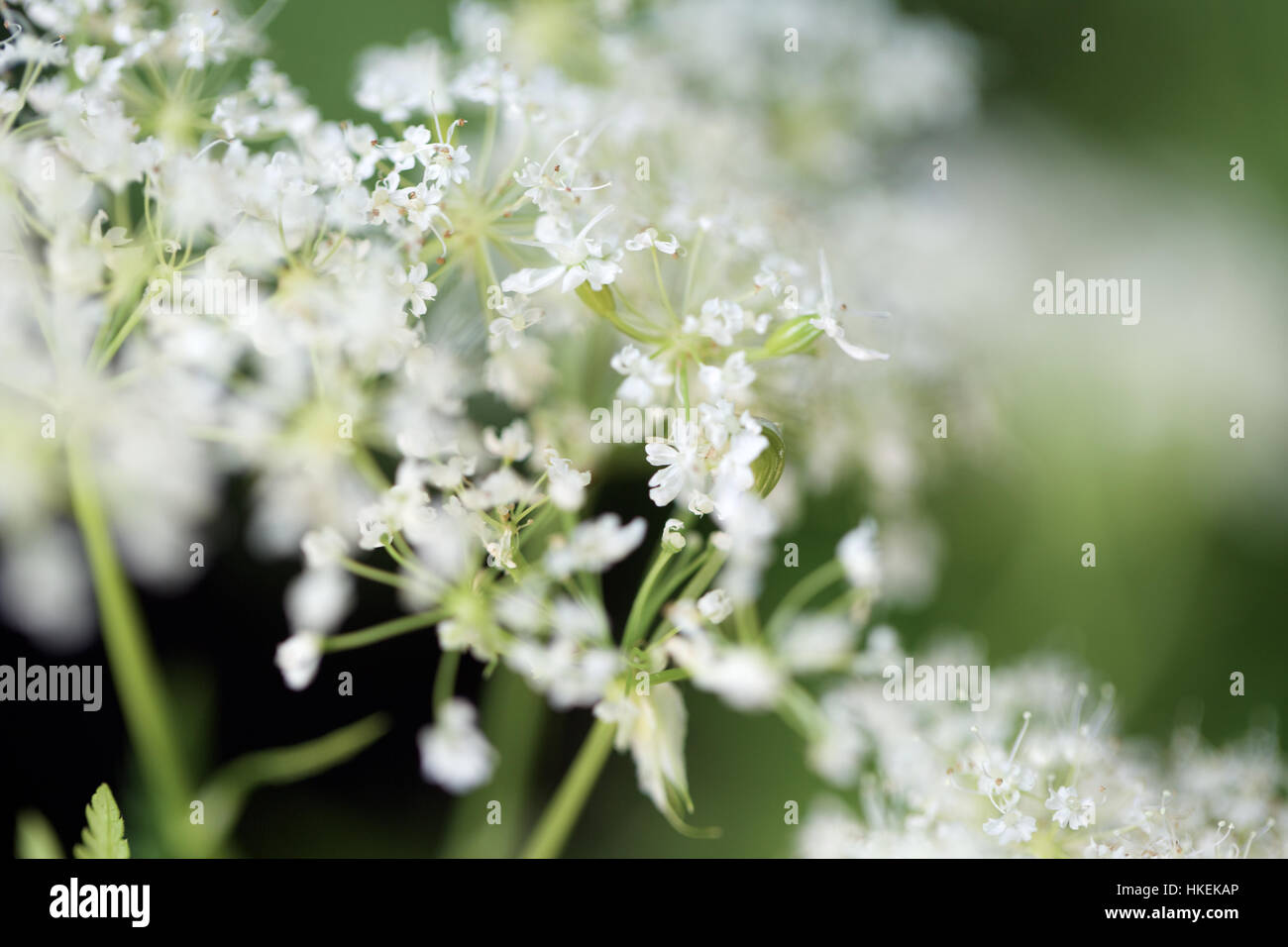 Chervil Garden High Resolution Stock Photography and Images - Alamy